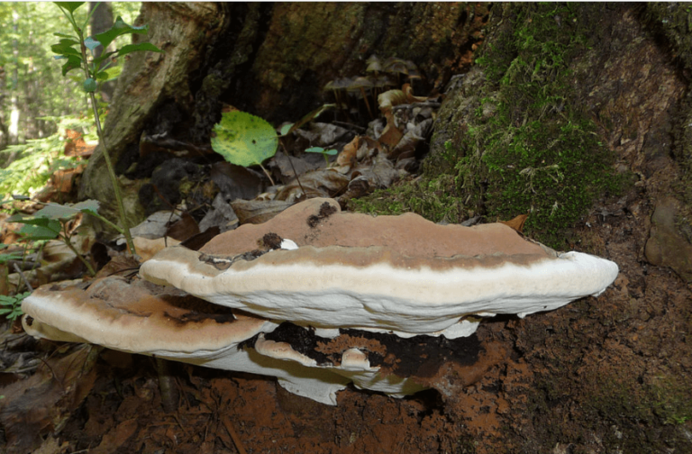 Log Rot: Types of Rot Fungi and Decay on Log Cabins