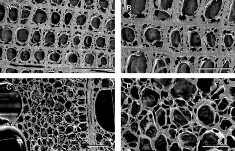 Log Rot: Types of Rot Fungi and Decay on Log Cabins