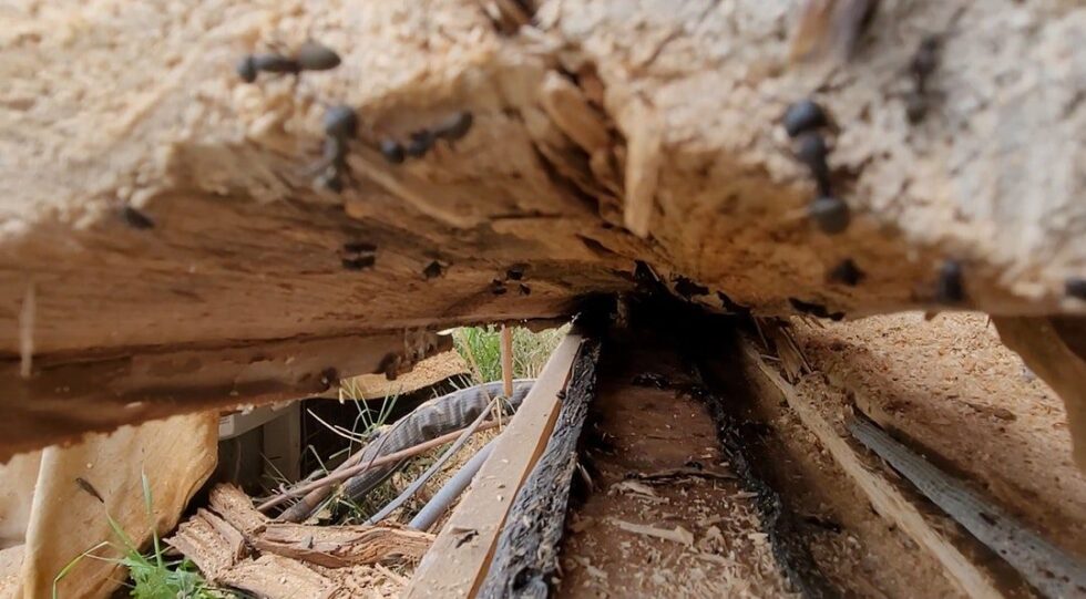 Log Rot Repair & Replace | Log Masters