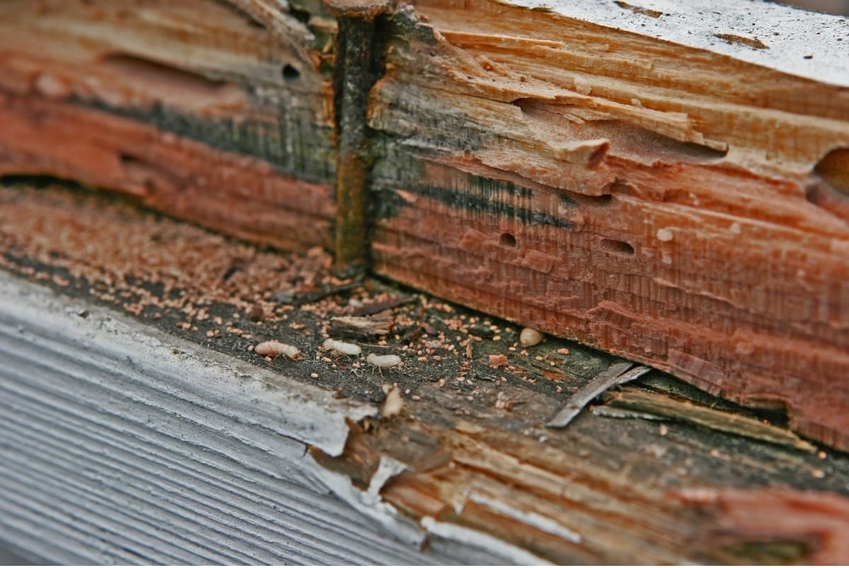 Pest-Proofing Your Log Cabin: Preserve Your Wooden Sanctuary With These ...